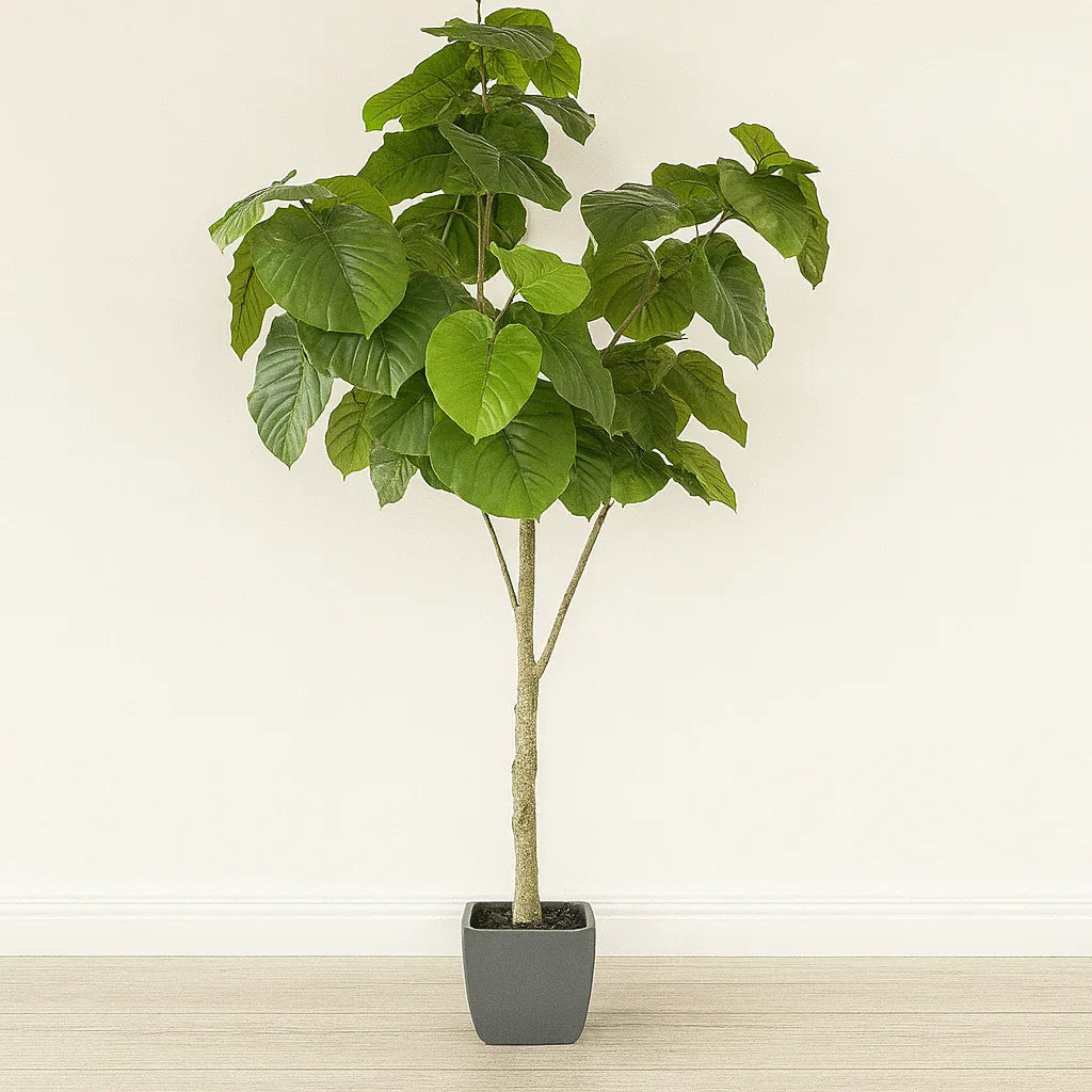 Artificial Ficus Umbellata with supporting pot 240cm GTK – GREENTEK ONLINE